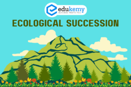 Ecological Pyramid, Types, and Limitations