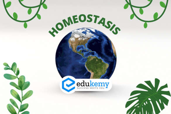 Ecological Pyramid, Types, and Limitations