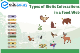 Ecological Pyramid, Types, and Limitations