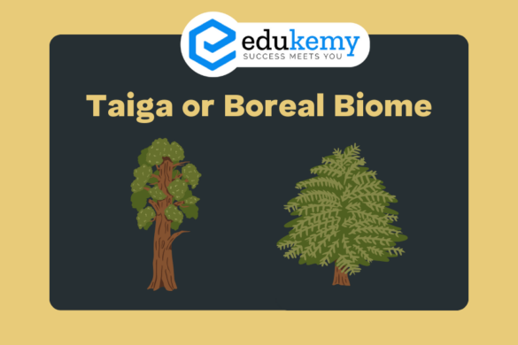 Taiga or Boreal Biome - UPSC Environment Notes