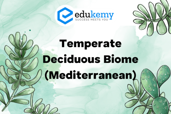 Temperate Rainforest Biome - UPSC Environment Notes