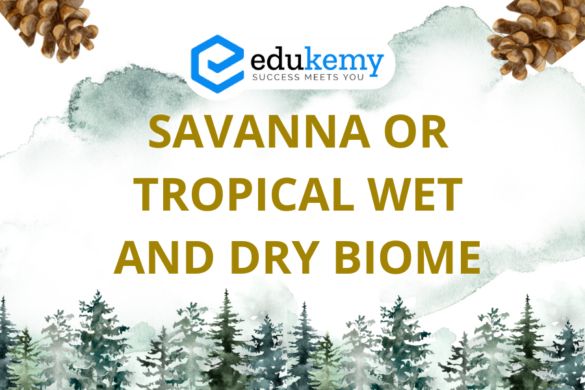 Tropical Rainforest Biome - UPSC Environment Notes