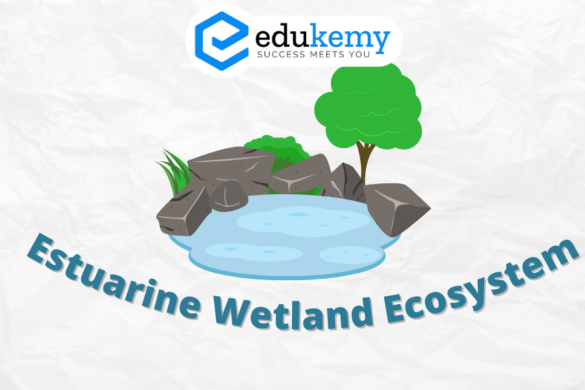 Ecological Pyramid, Types, and Limitations