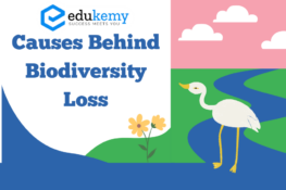 Ecological Pyramid, Types, and Limitations