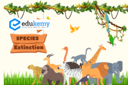 Ecological Pyramid, Types, and Limitations