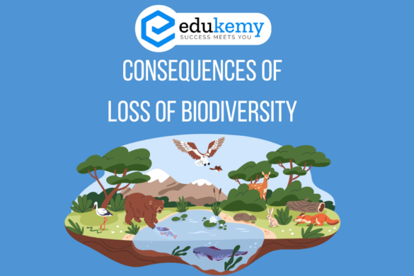 Ecological Pyramid, Types, and Limitations