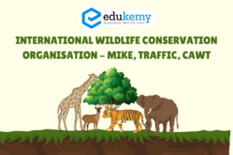 Ecological Pyramid, Types, and Limitations