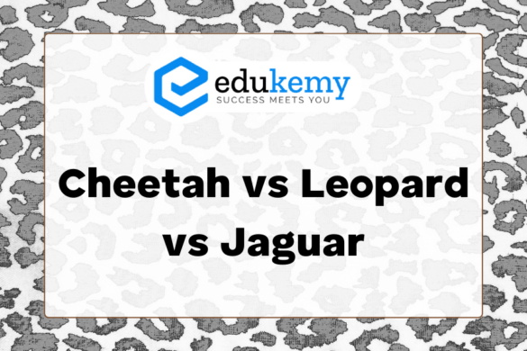 Cheetah vs Leopard vs Jaguar – UPSC Environment Notes - Blog