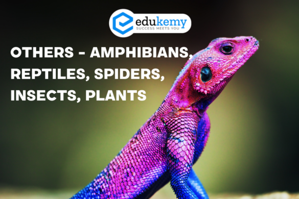 Temperate Rainforest Biome - UPSC Environment Notes